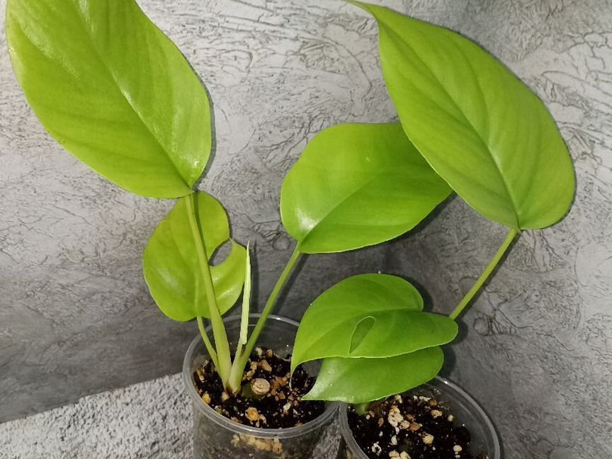 Рафидофора тетрасперма