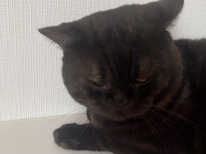 Экзотическая кошка