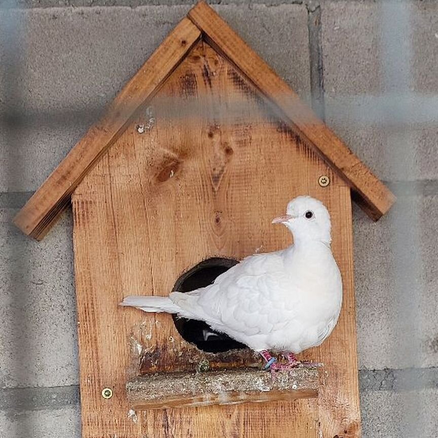 Горленки горлици смеющиеся