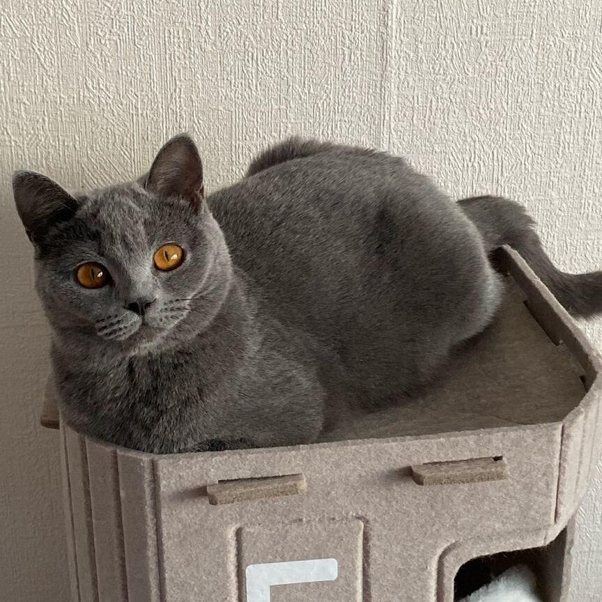 Британский короткошёрстный котёнок