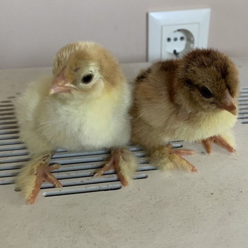 Цыпленок породы брама