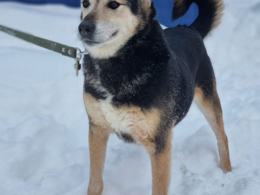 Невероятно человекориентированый, позитивный пес