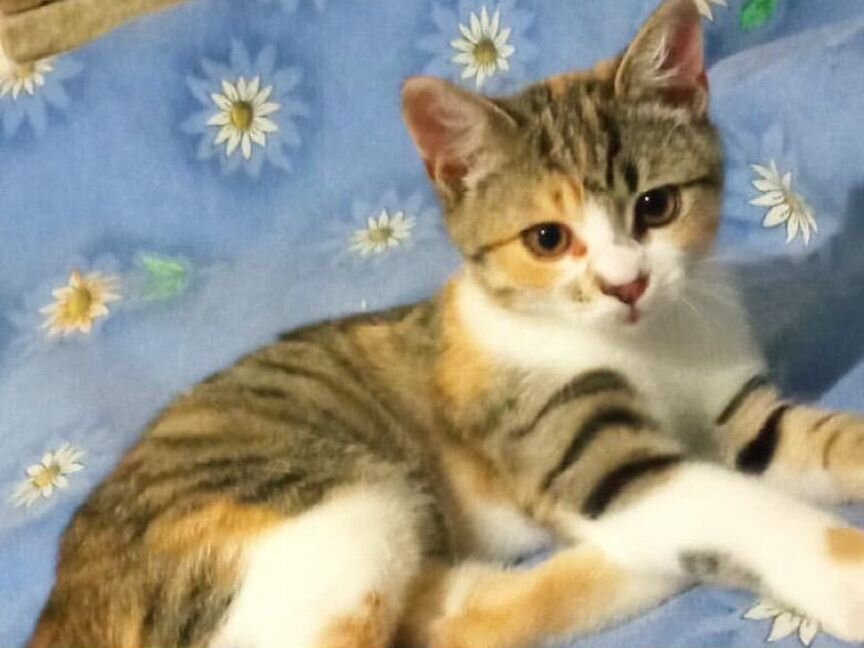 Котята в добрые руки бесплатно
