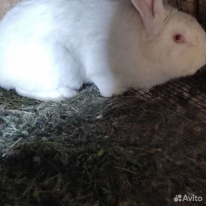 Продам крупного крола на развод