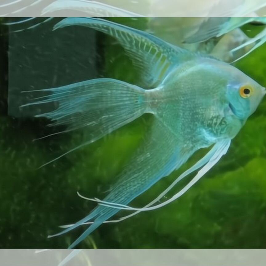 Скалярия пиной