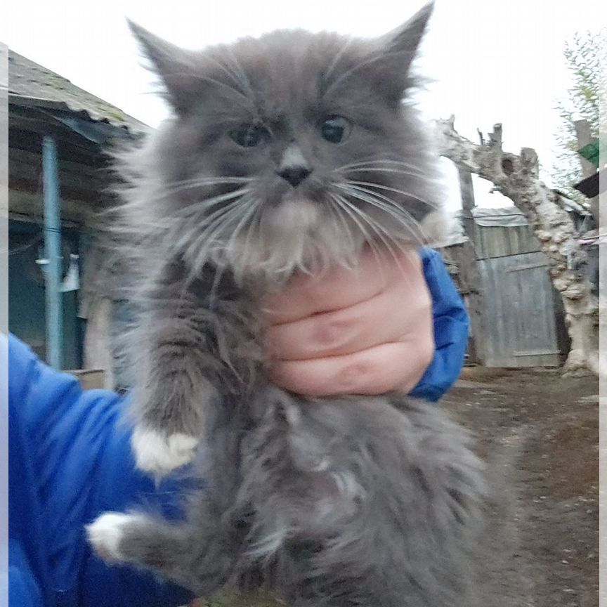 Котята в добрые руки бесплатно