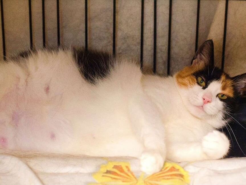 Трехцветная кошка принесёт счастье