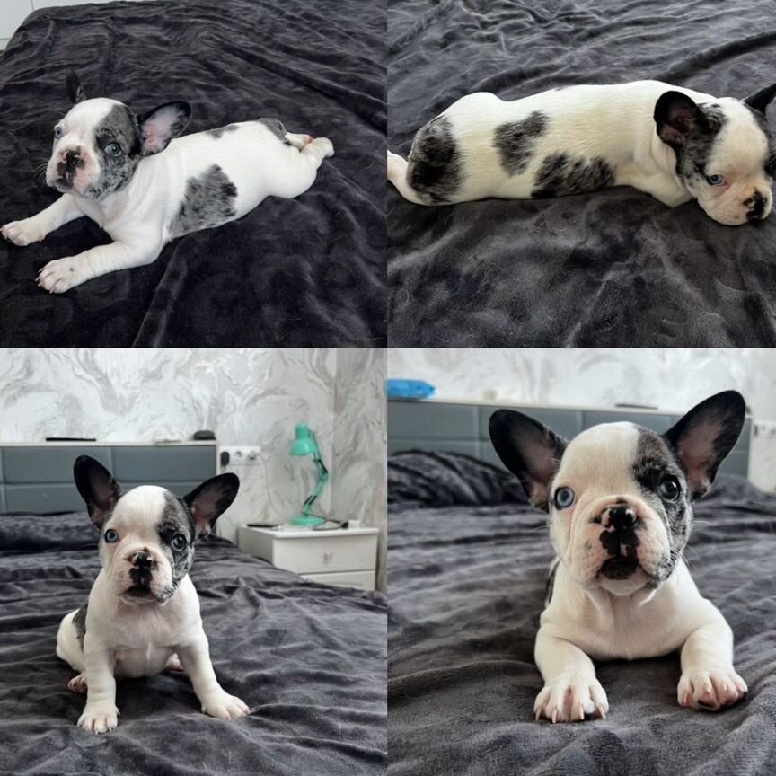Французский бульдог, щенок