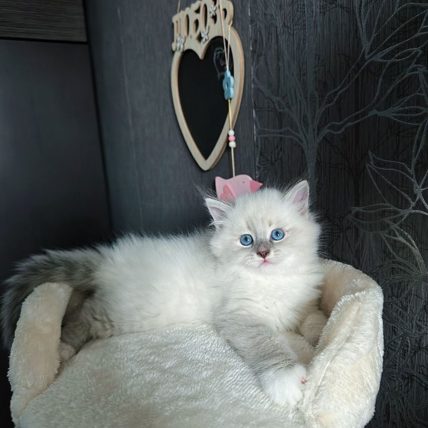 Невские маскарадные котята