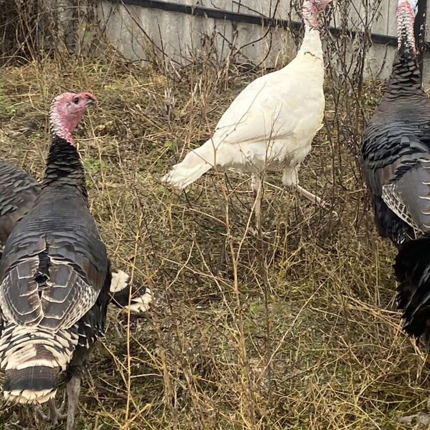 Индюки на племя