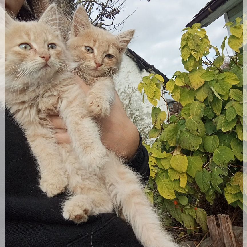 Котята в добрые руки возраст примерно пол года