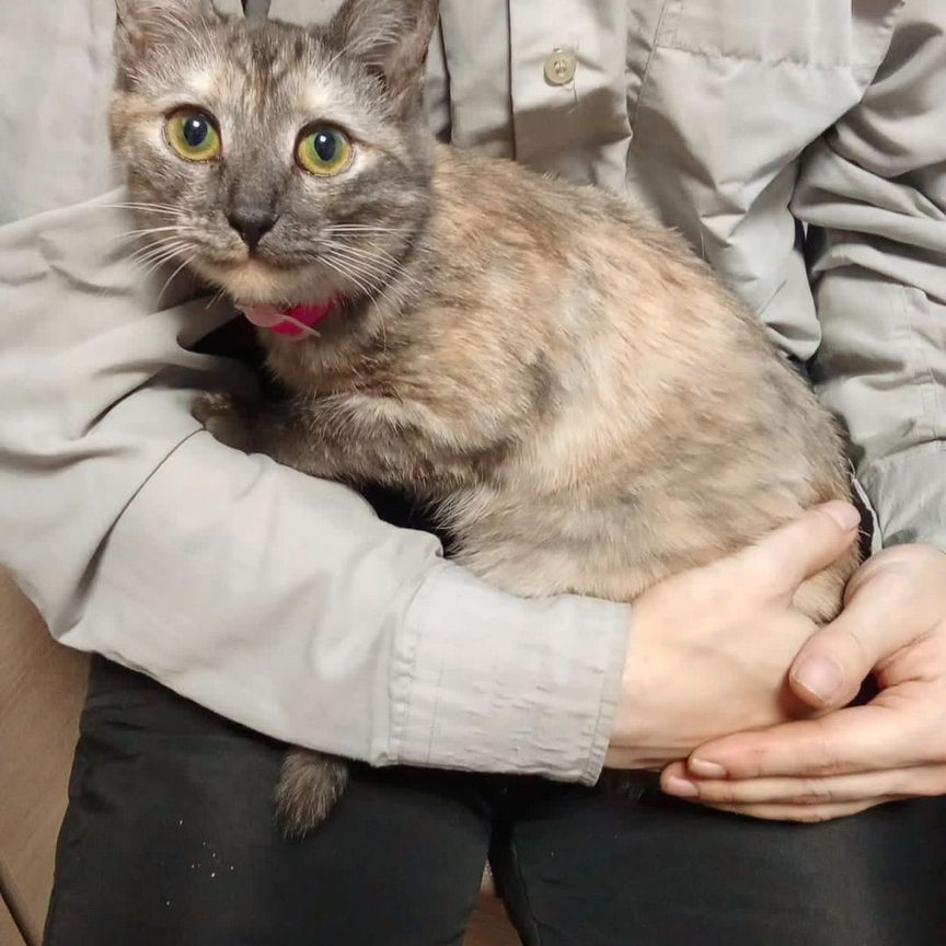 Отдам бесплатно котенка