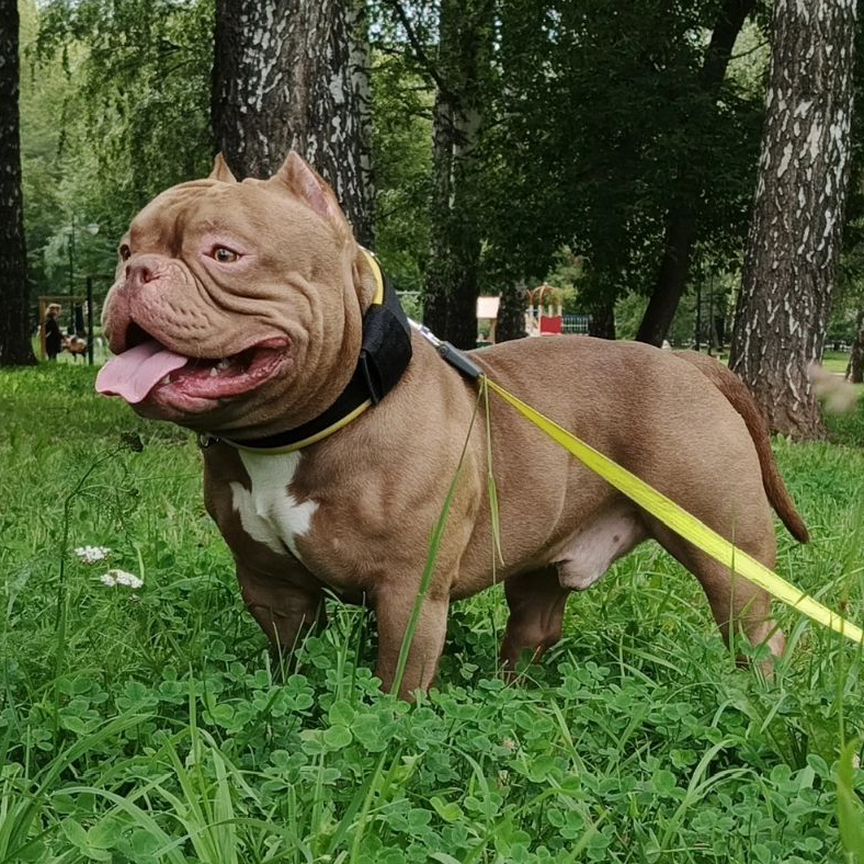 Американский булли вязка