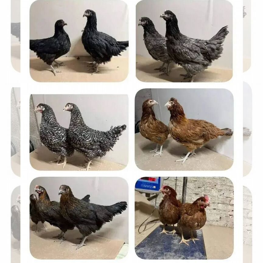 Куры несушки молодки