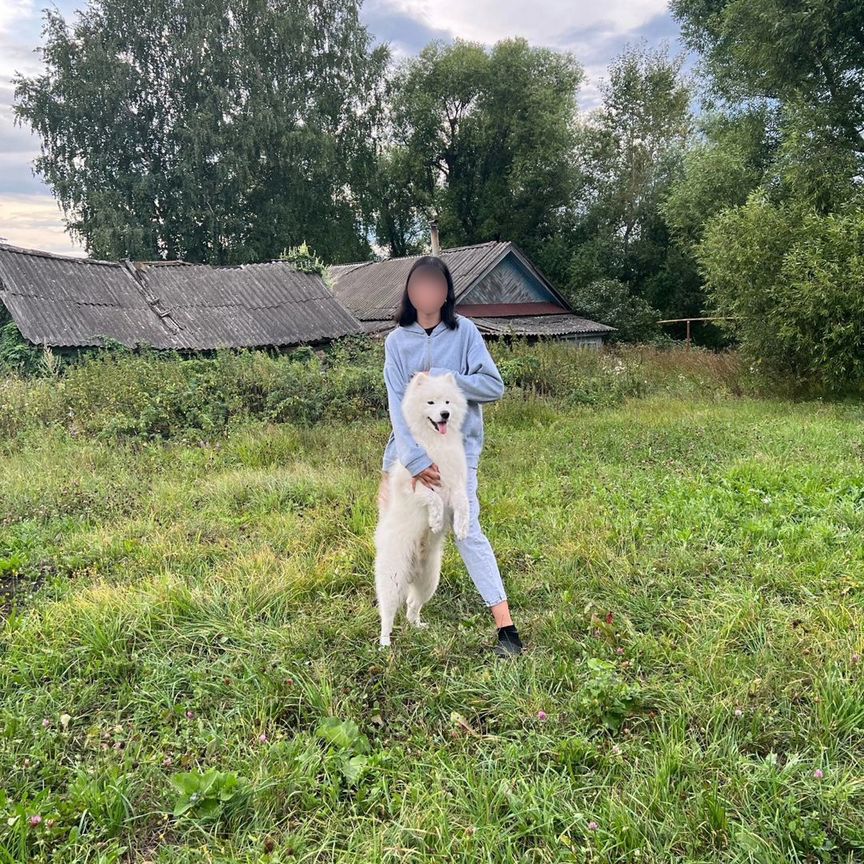 Самоед вязка