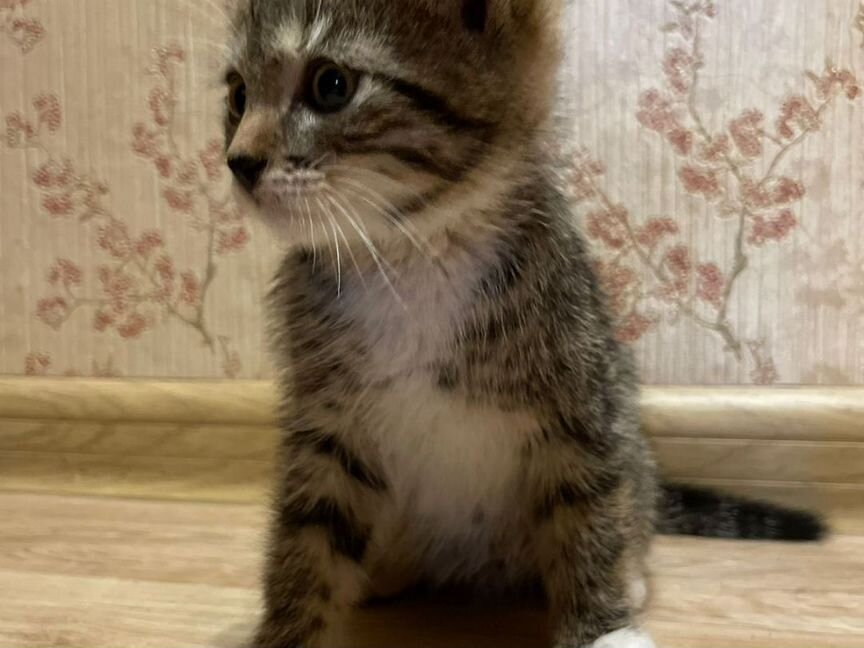 Котенок мальчик