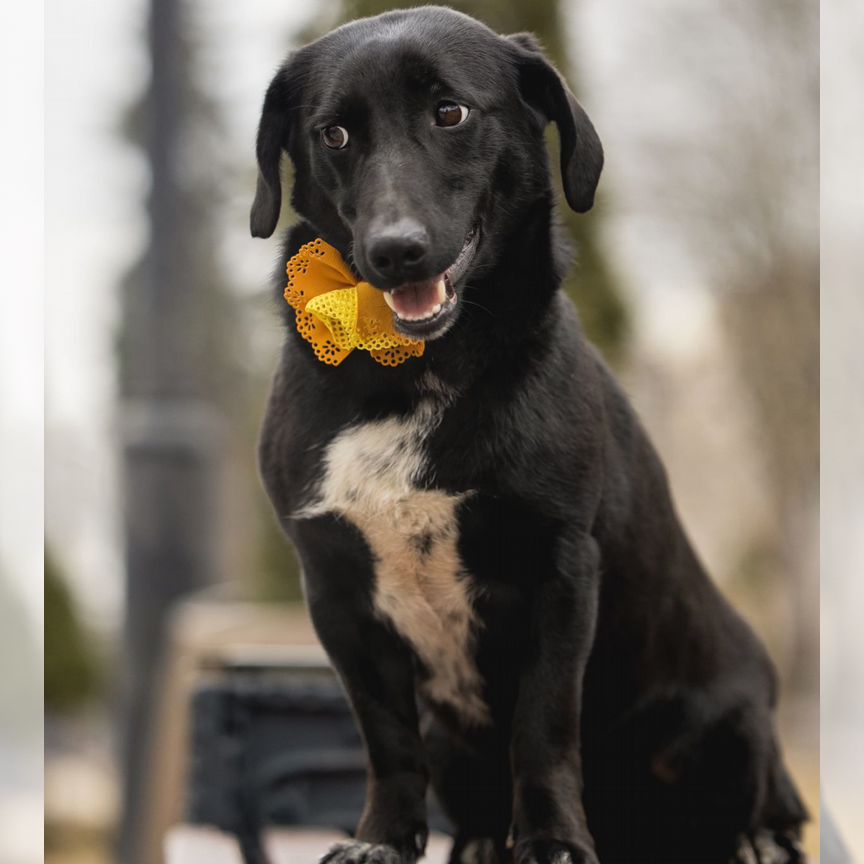 Такса, взрослая собака