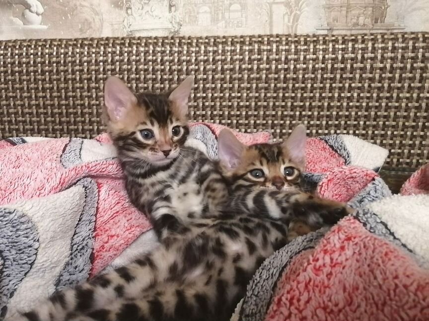 Бенгальские котята