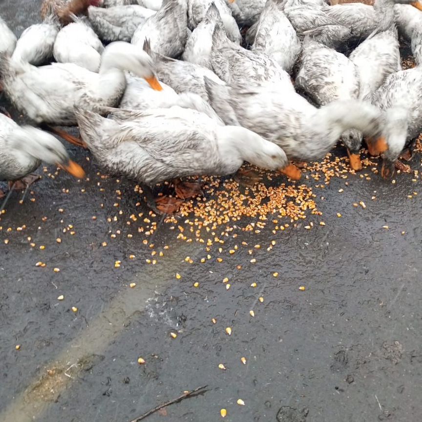 Пекинская утка