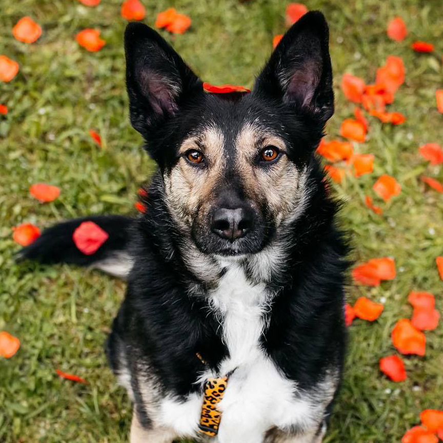 Взрослая собака в добрые руки