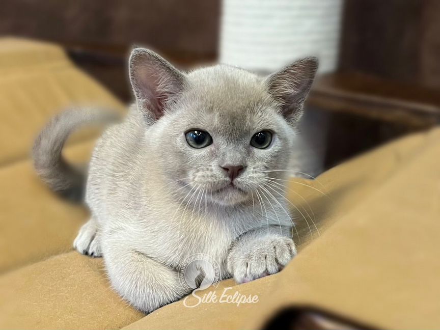 Бурманский котенок