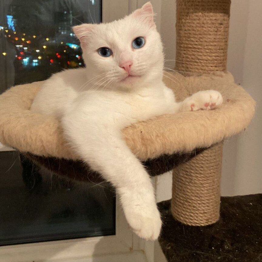 Шотландская вислоухая короткошёрстная кошка, взрослая