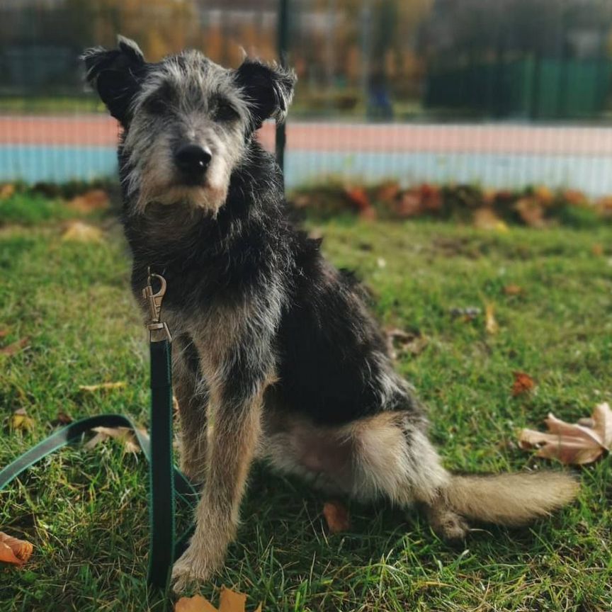 Взрослая собака в добрые руки