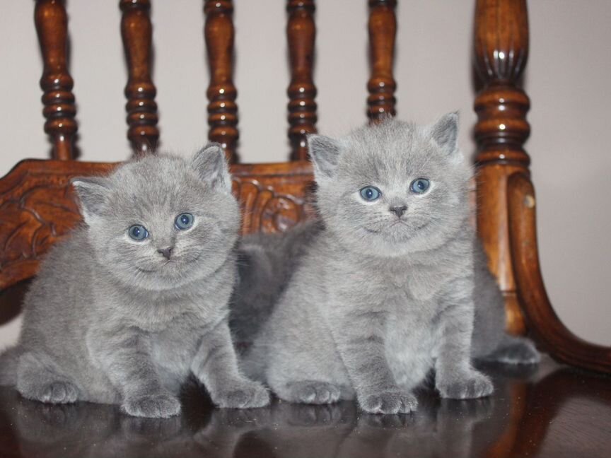 Британские котята