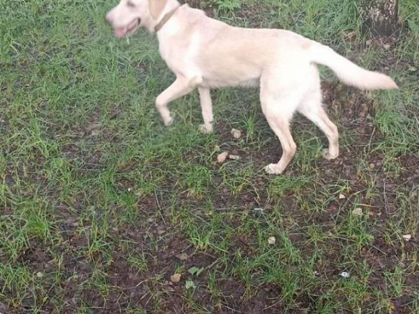 Собака в добрые руки