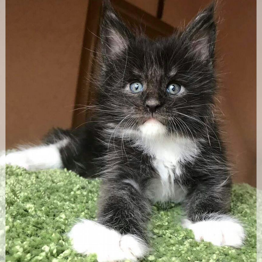 Шотландский прямоухий длинношёрстный котёнок