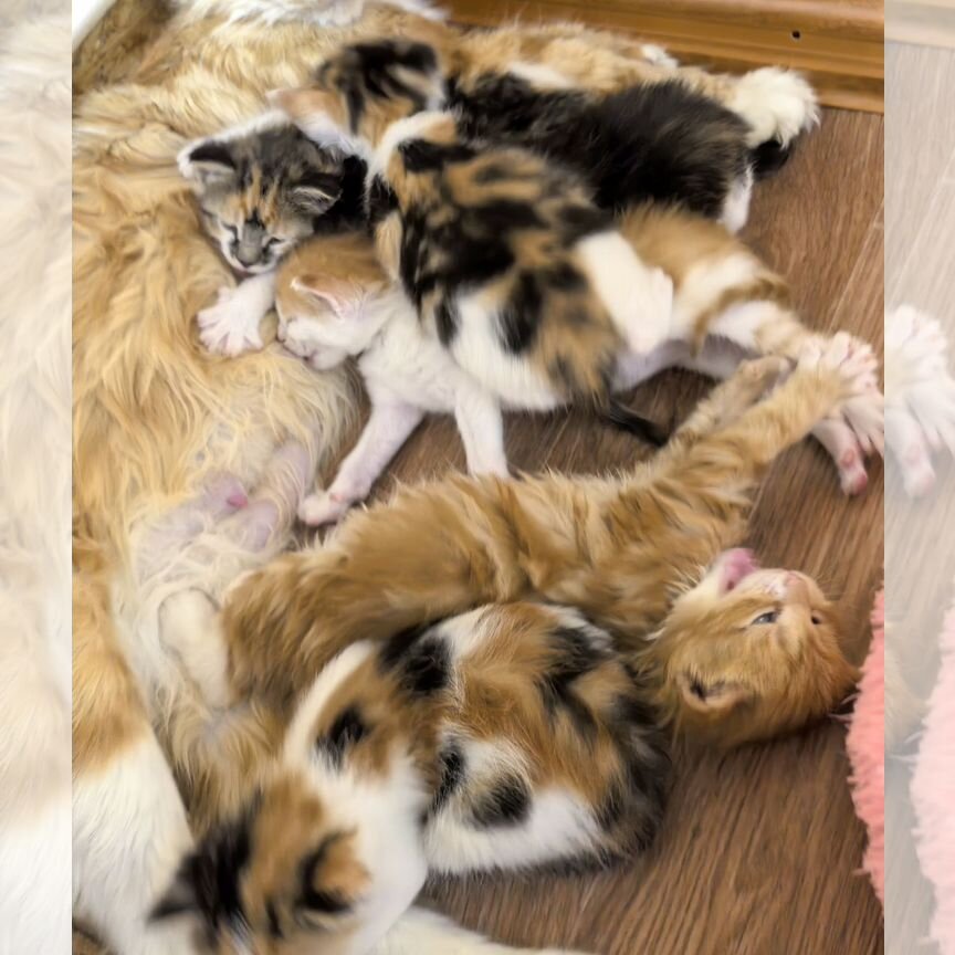 Мейн-кун котёнок