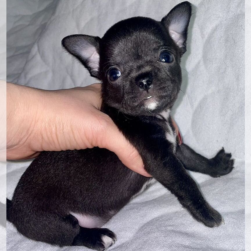 Чихуахуа бейби-фейс