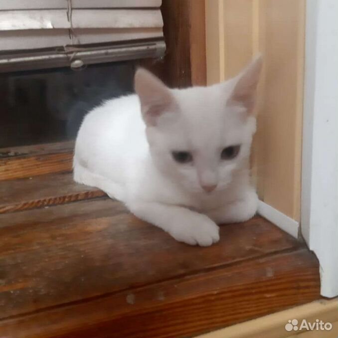 Белоснежное чудо