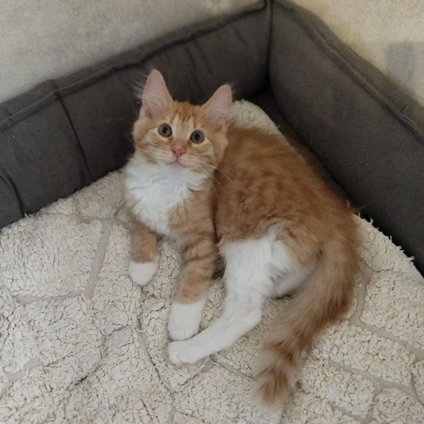 Рыжий котенок Сеня в добрые руки