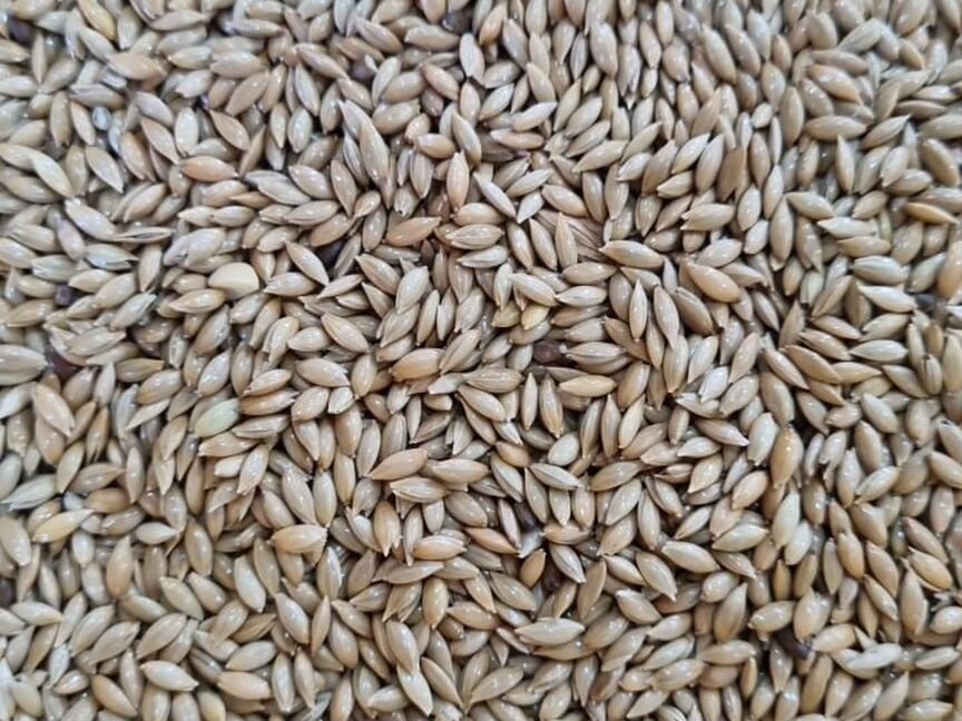 Продам канареечник 150 тонн