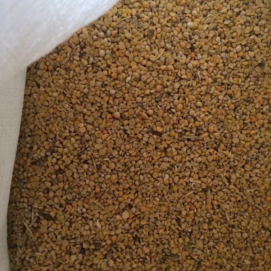 Мелкий горох, подойдёт для голубей