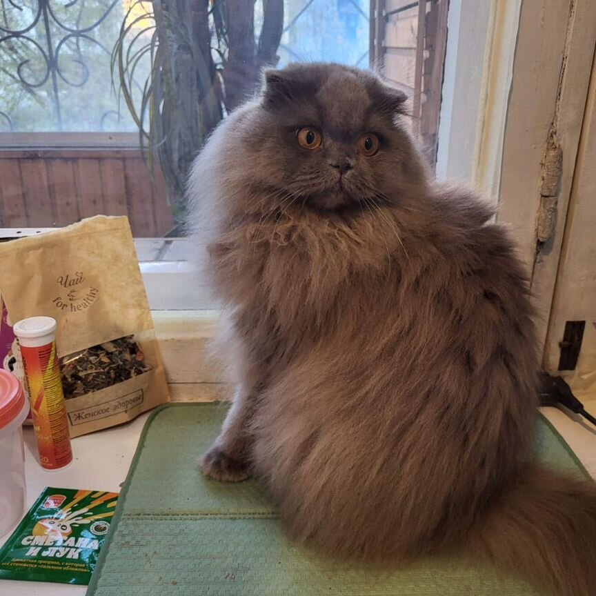 Кошка в хорошие руки