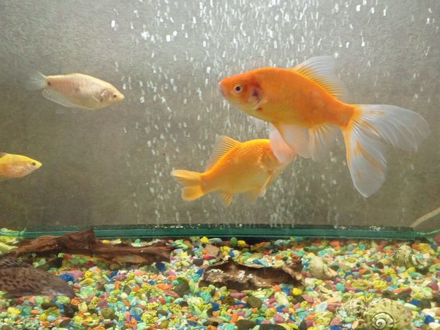 Аквариум с тумбой рыбаками б/у