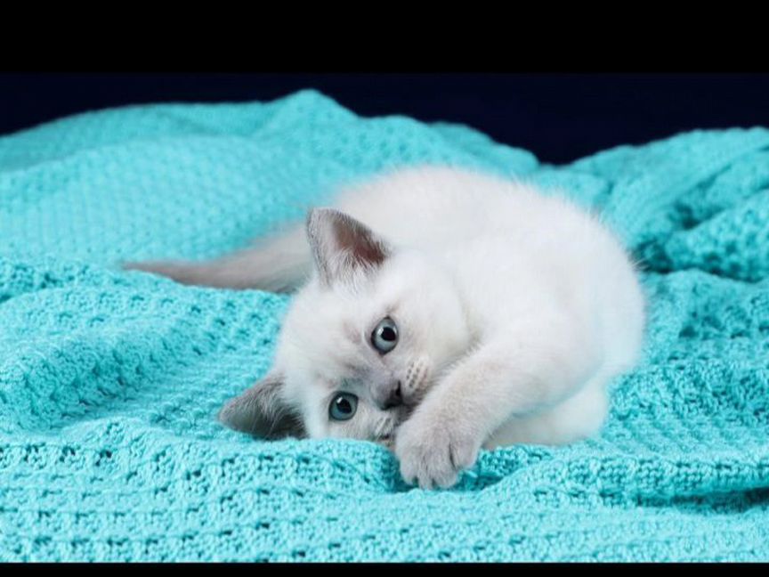 Мальчик британец