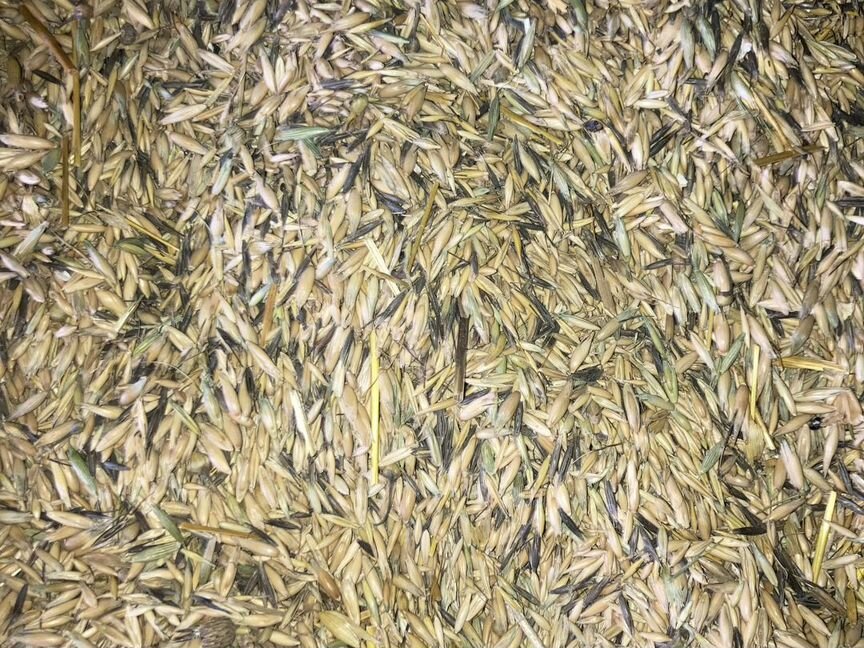 Зерноотходы овса урожая 2022 года