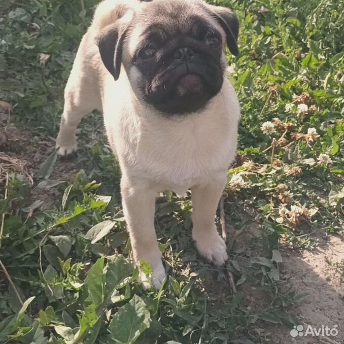 Щенки мопса с Родословной