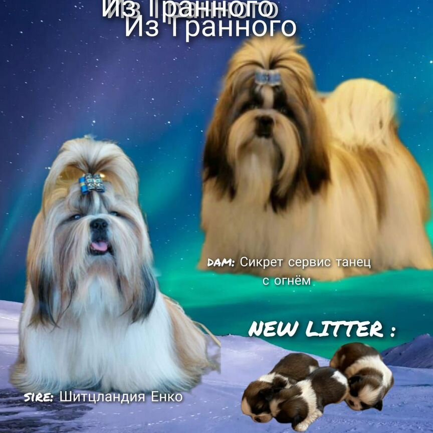 Щенки ши-тцу