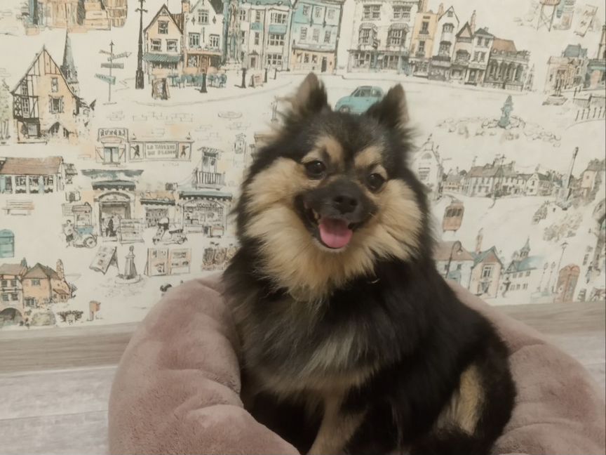 Немецкий шпиц девочка