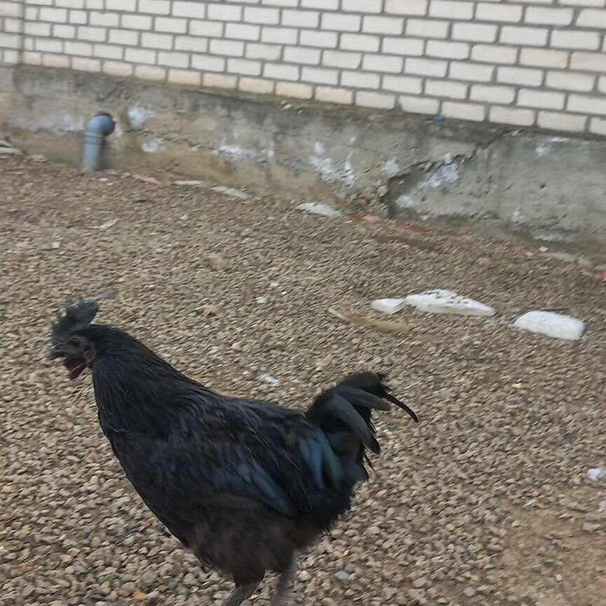 Ухейилюй