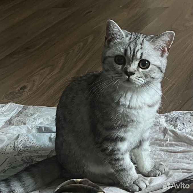 Помесь британской с шотландской