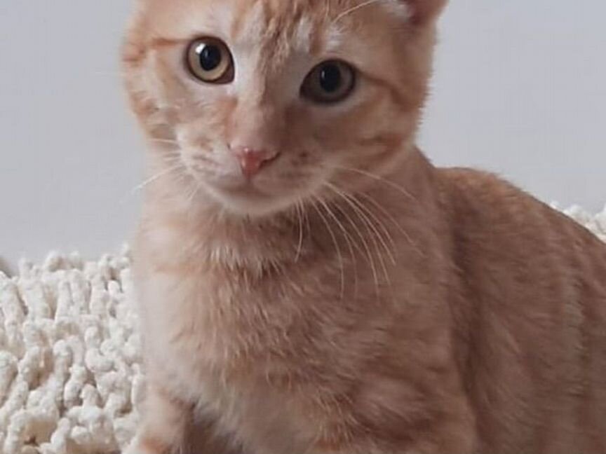 Необычный котенок с коротким хвостиком ищет дом