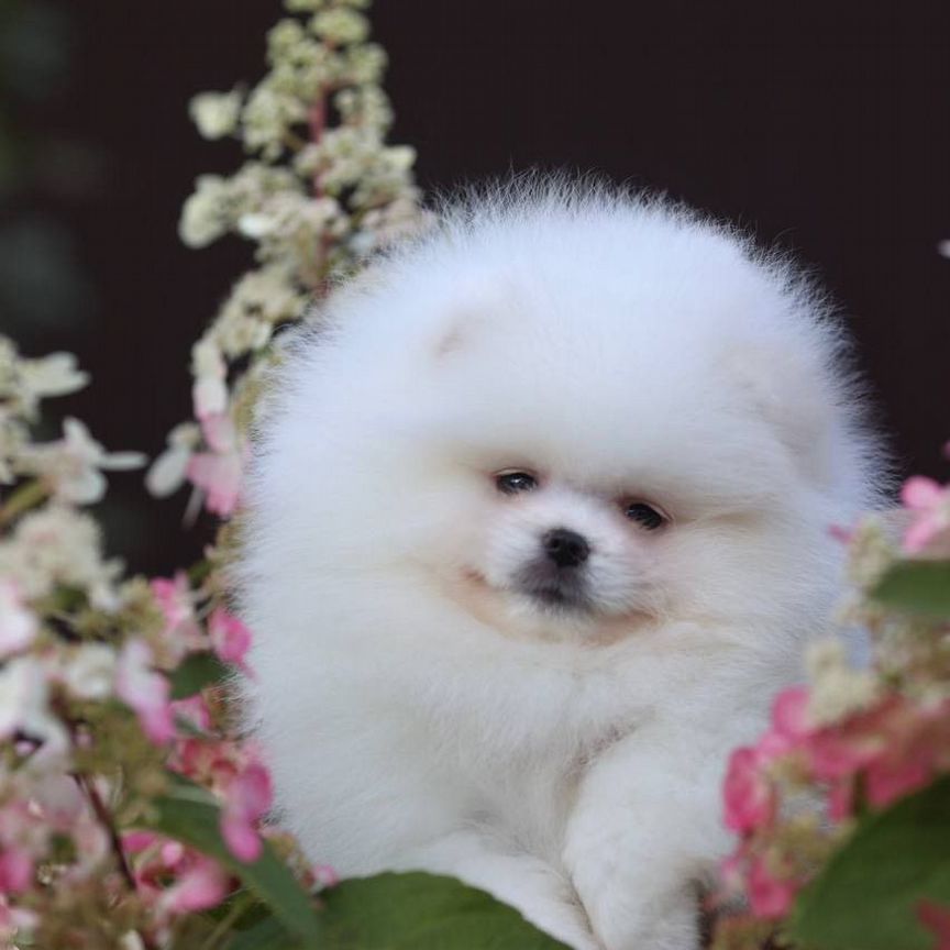 Померанский шпиц медвежьего типа