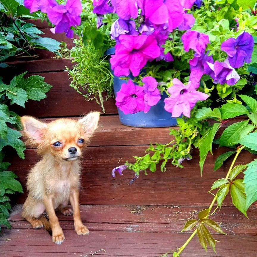 Мини девочка чмхуахуа