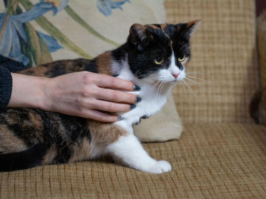 Кошечка на счастье. Тина ждёт свою семью в приюте