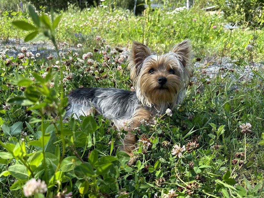 Йоркширский терьер